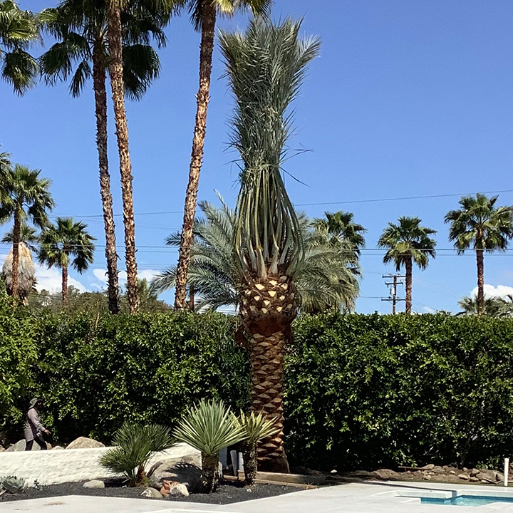 Home - Clemente's Palms LLC